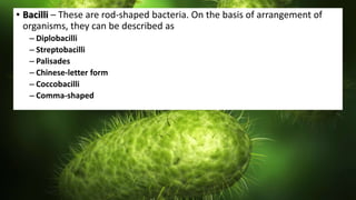 Classification of Bacteria | PPTX