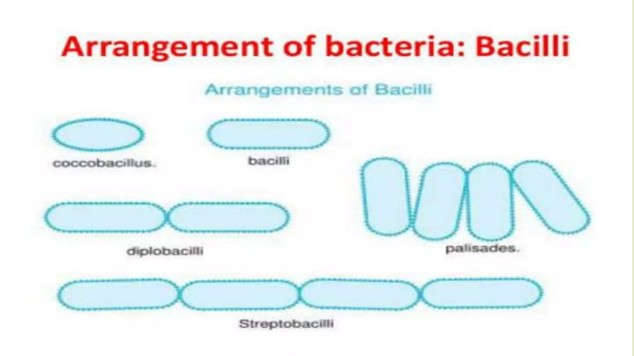 Classification of bacteria | PPTX