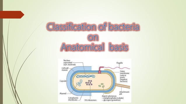 Classification of bacteria | PPTX
