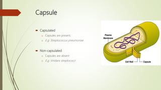 Classification of bacteria | PPTX
