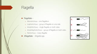 Classification of bacteria | PPTX