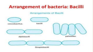 Classification of bacteria | PPTX