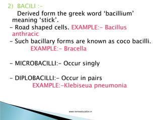 Classification of bacteria | PDF