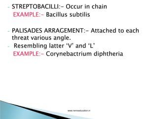 Classification of bacteria | PDF