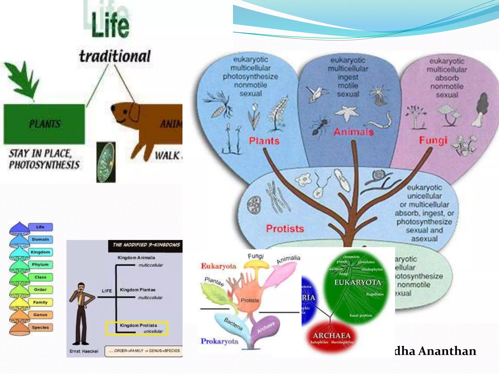 Classification of bacteria | PPTX