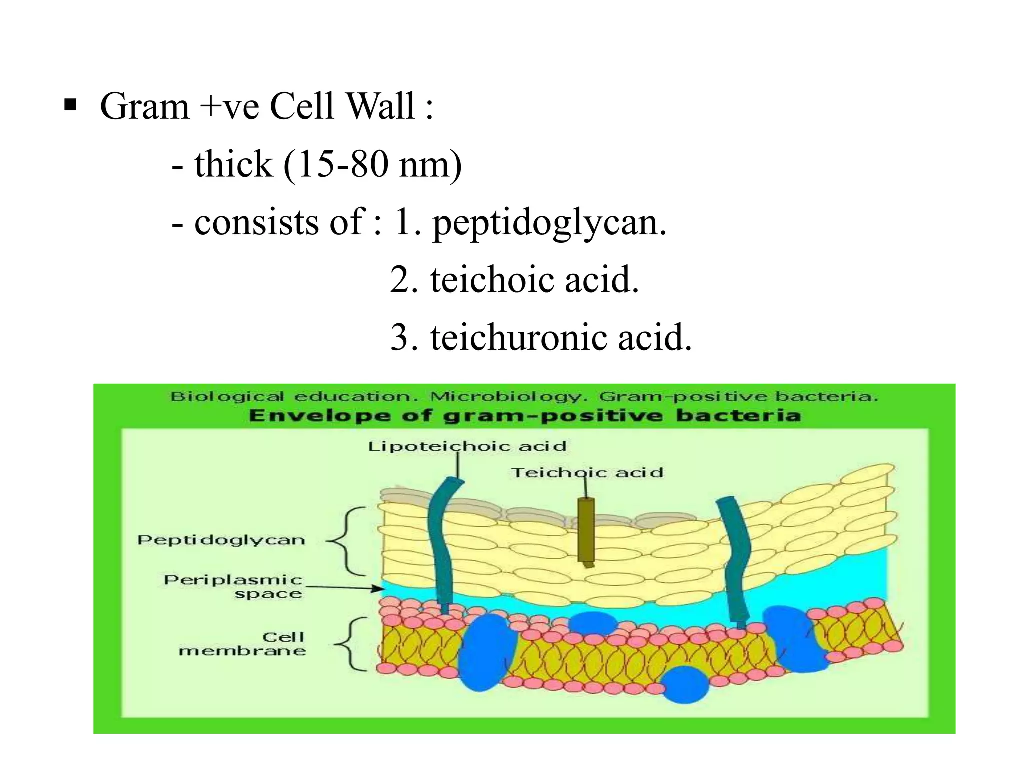 Classification of bacteria | PPTX