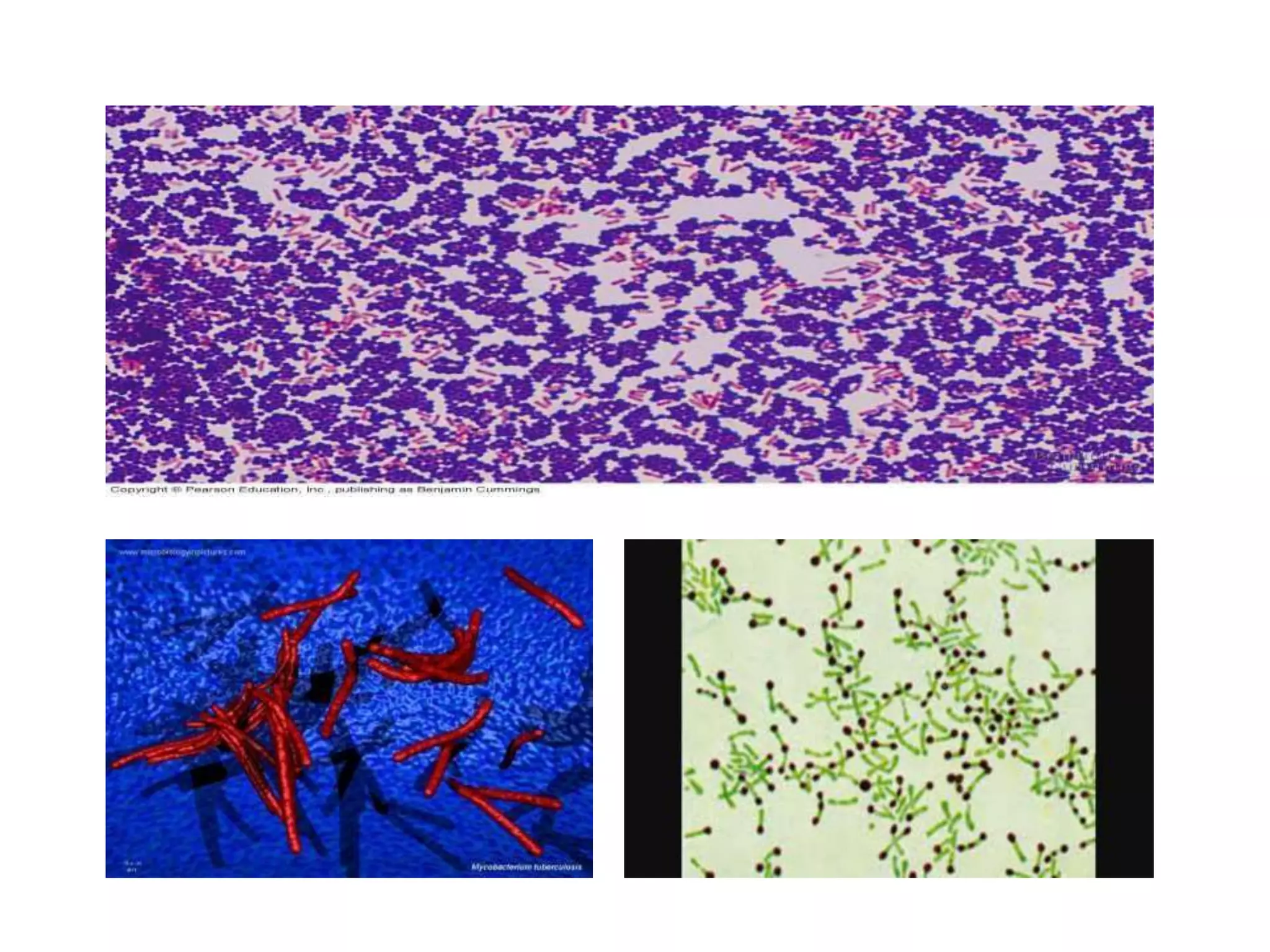 Classification of bacteria | PPTX