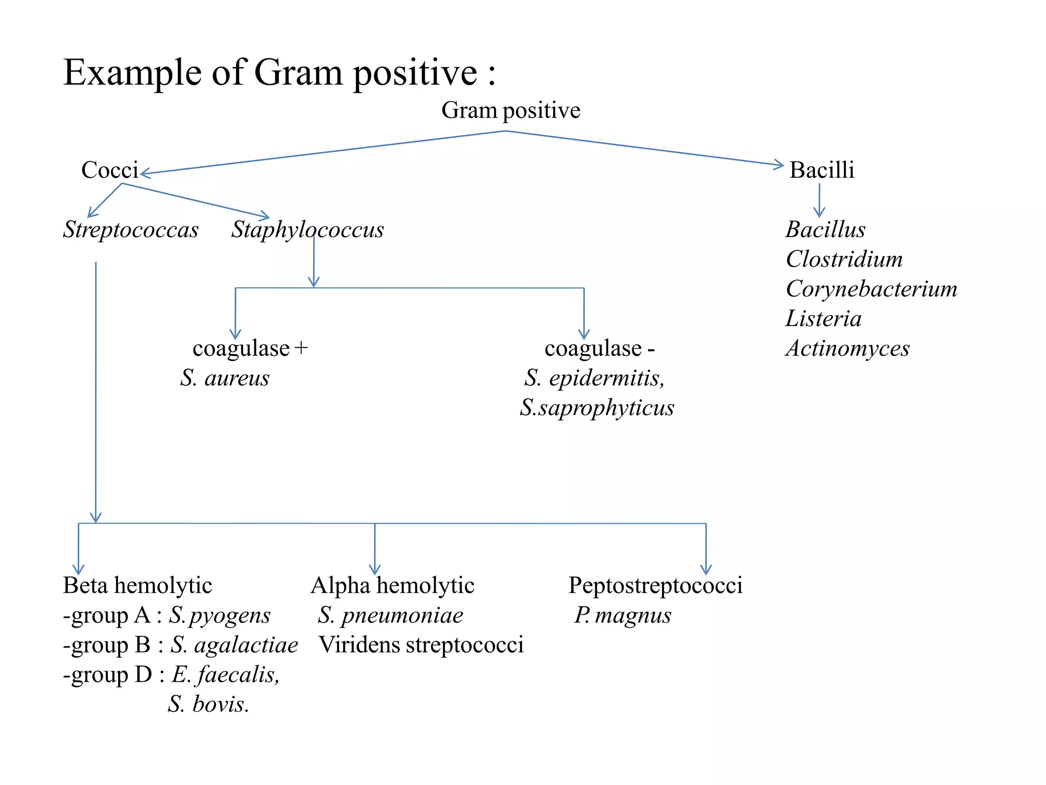 Classification of bacteria | PPTX