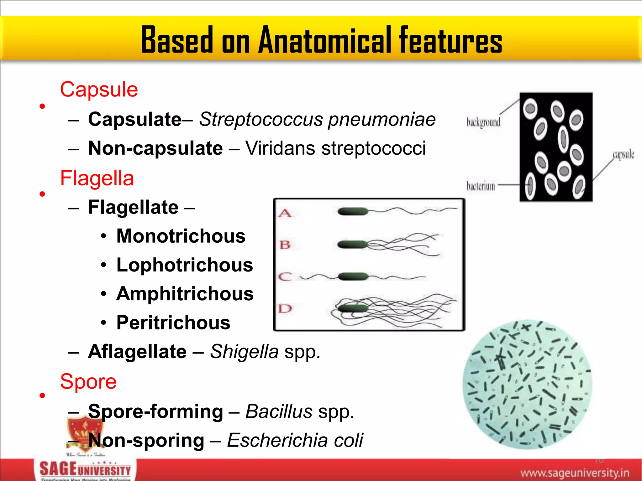 Classification of bacteria | PDF