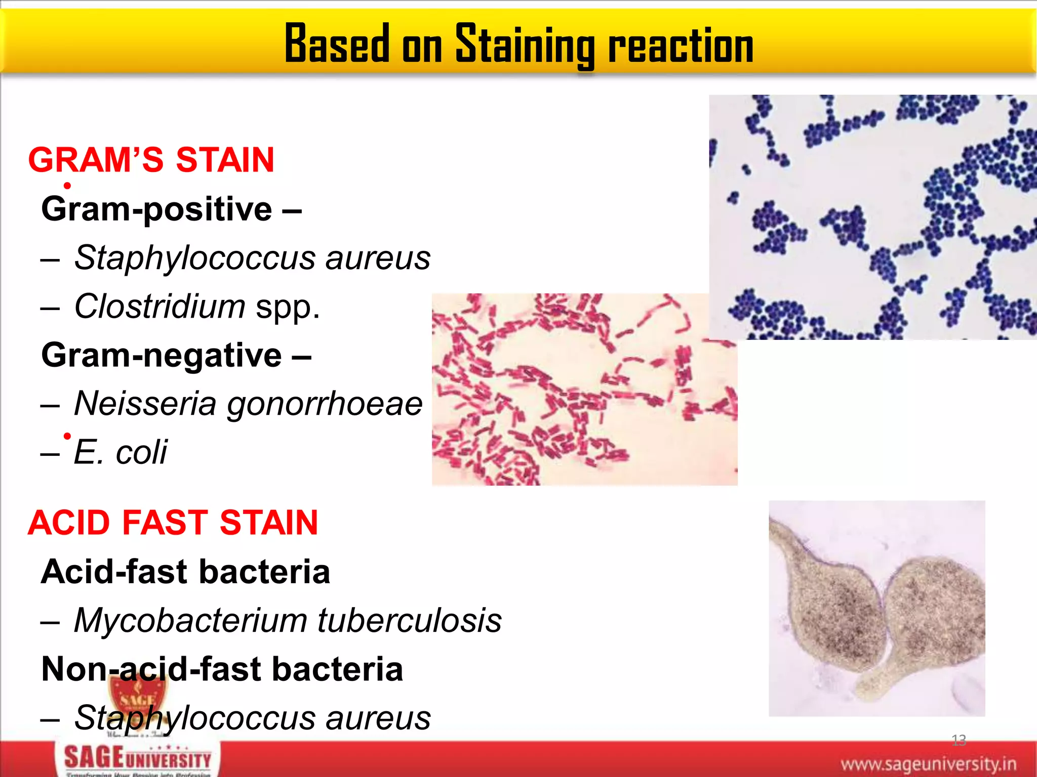 Classification of bacteria | PDF