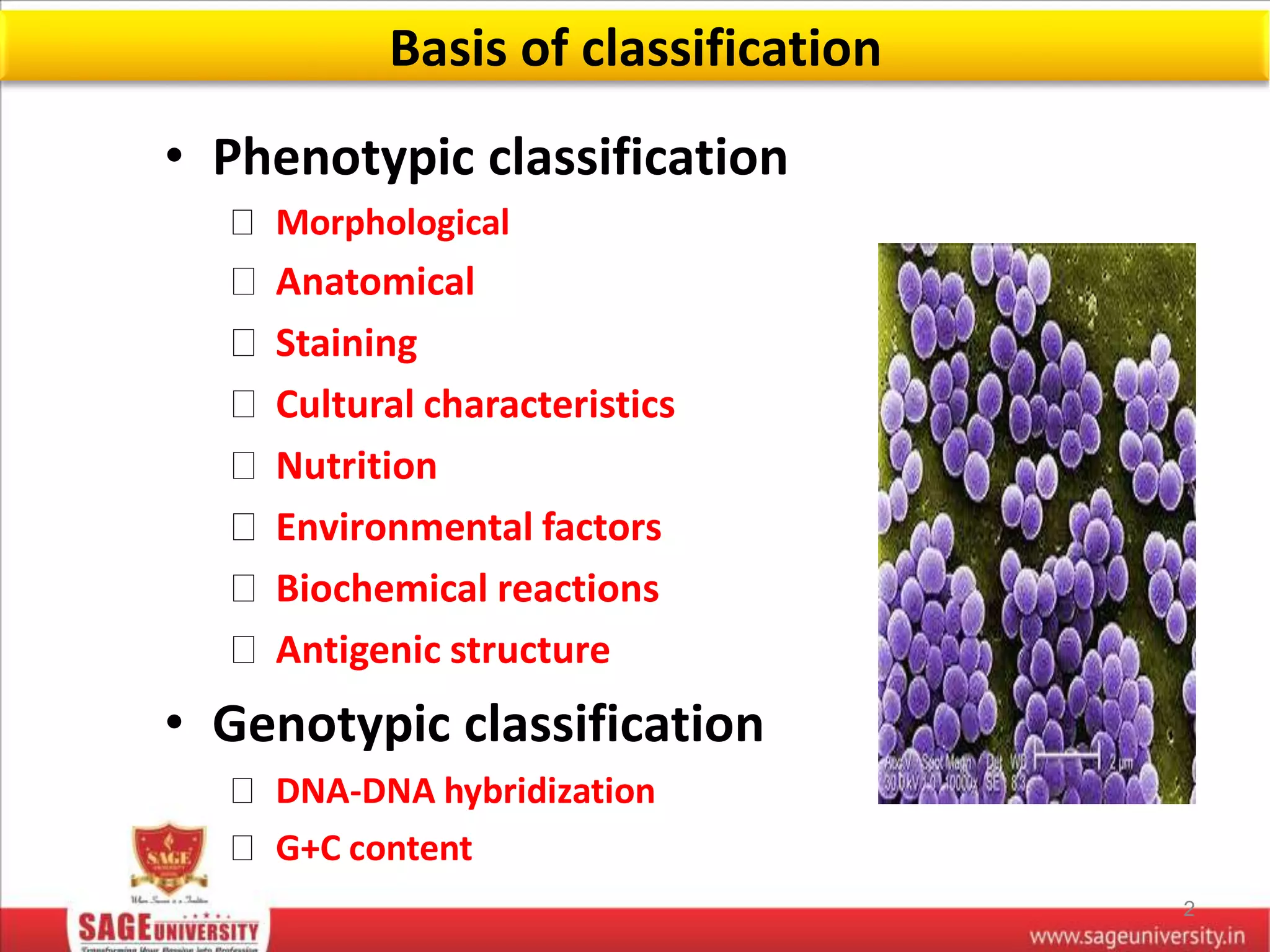 Classification of bacteria | PPT