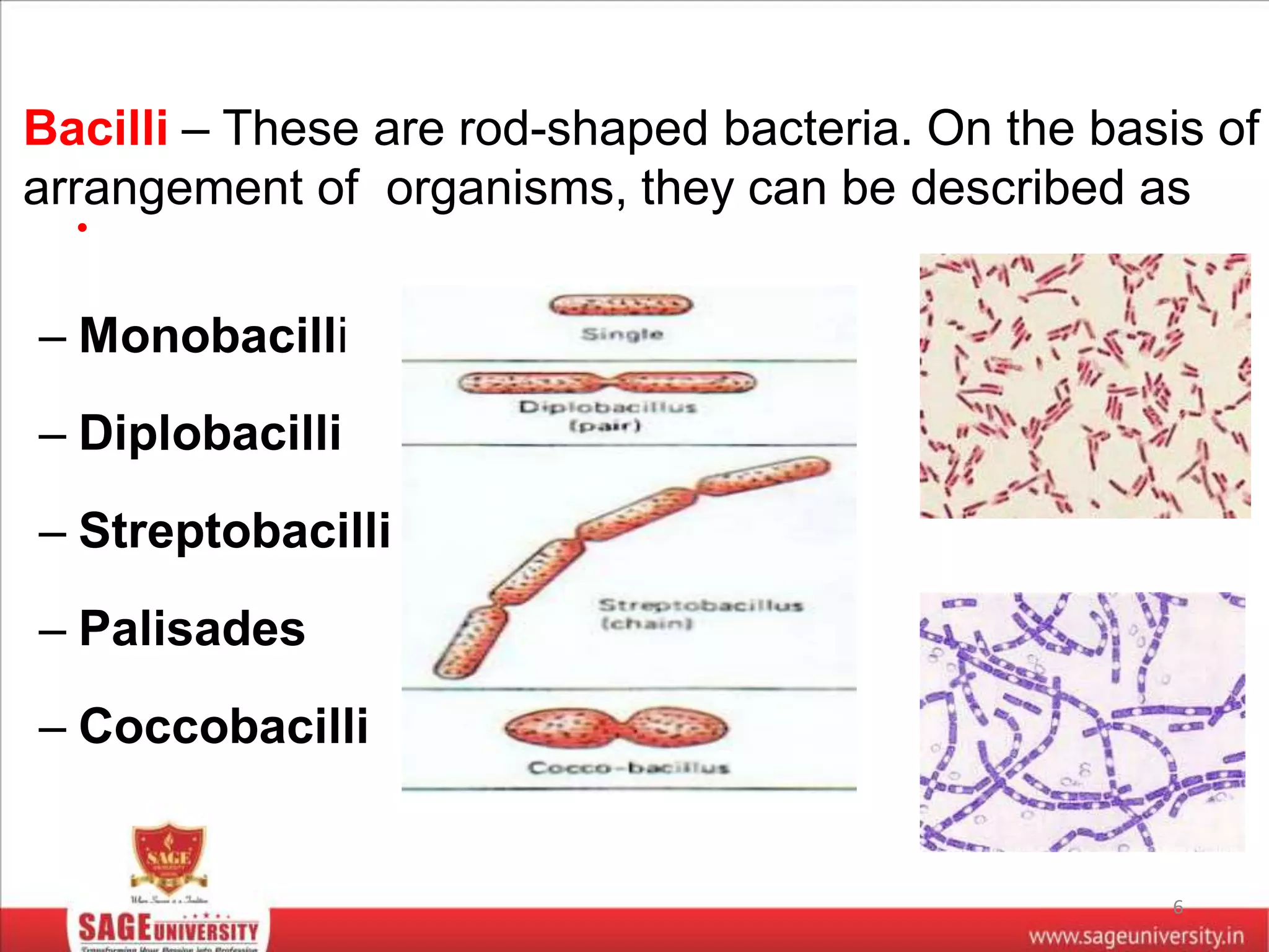 Classification of bacteria | PPT