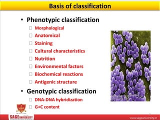 Classification of bacteria | PPT