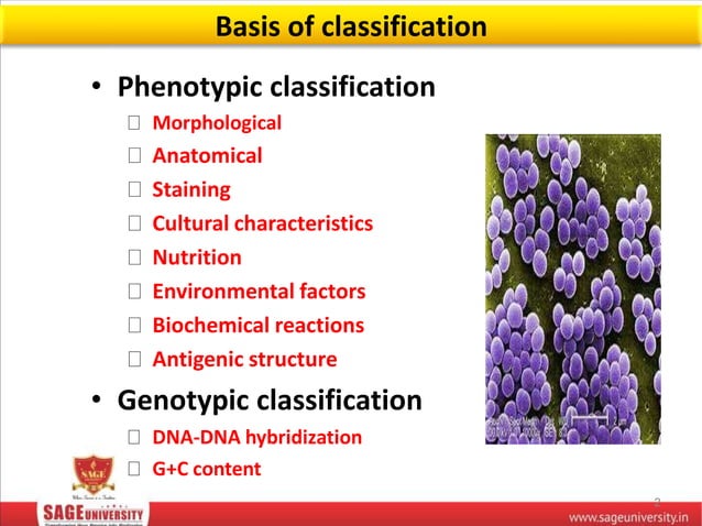Classification of bacteria | PPT