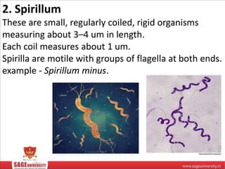 Classification of bacteria | PPT