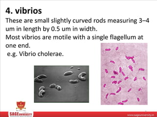 Classification of bacteria | PPT