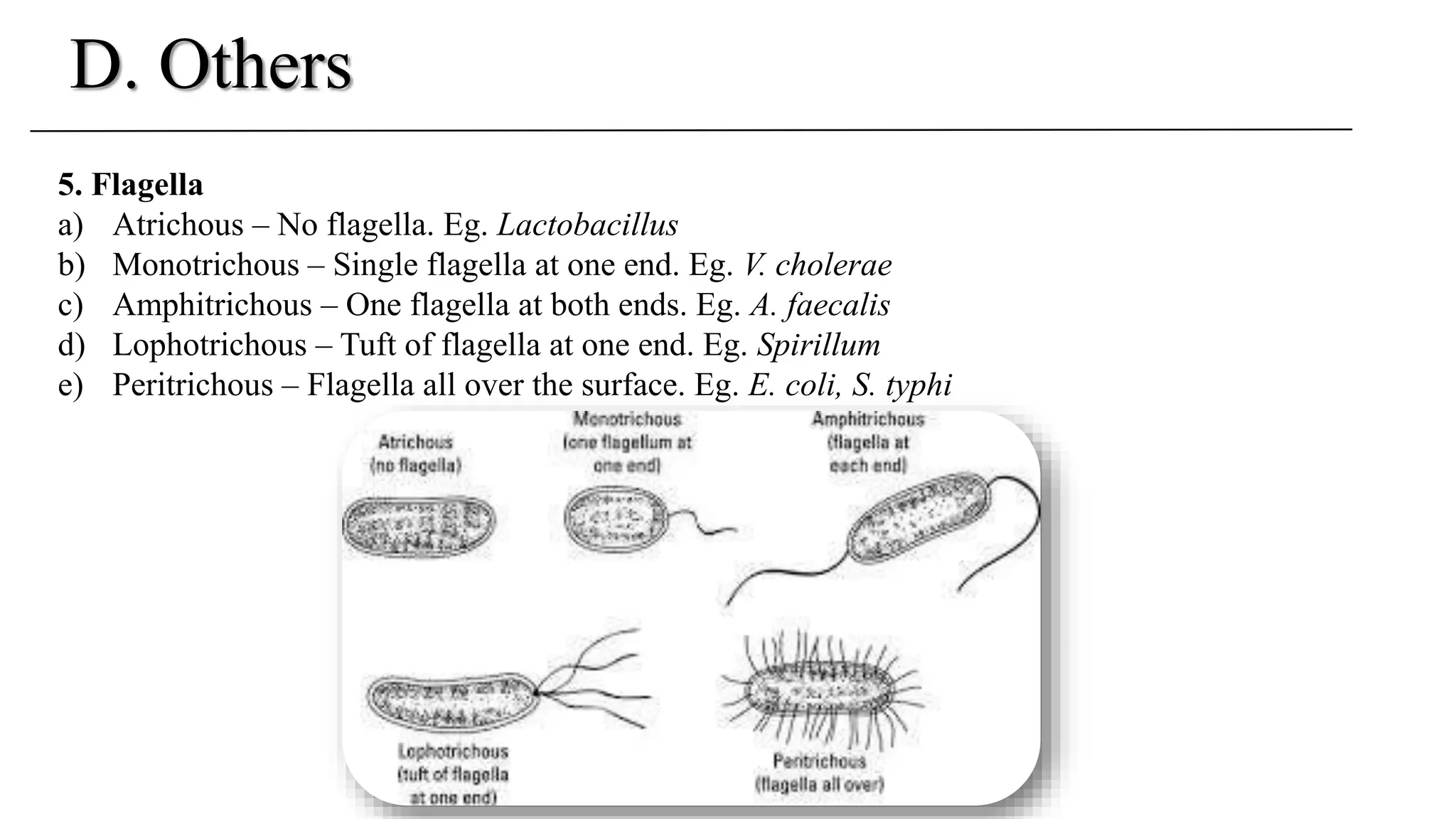 Classification of bacteria | PPTX