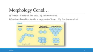 Classification of bacteria | PPTX