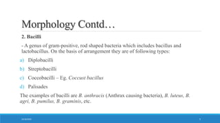 Classification of bacteria | PPTX