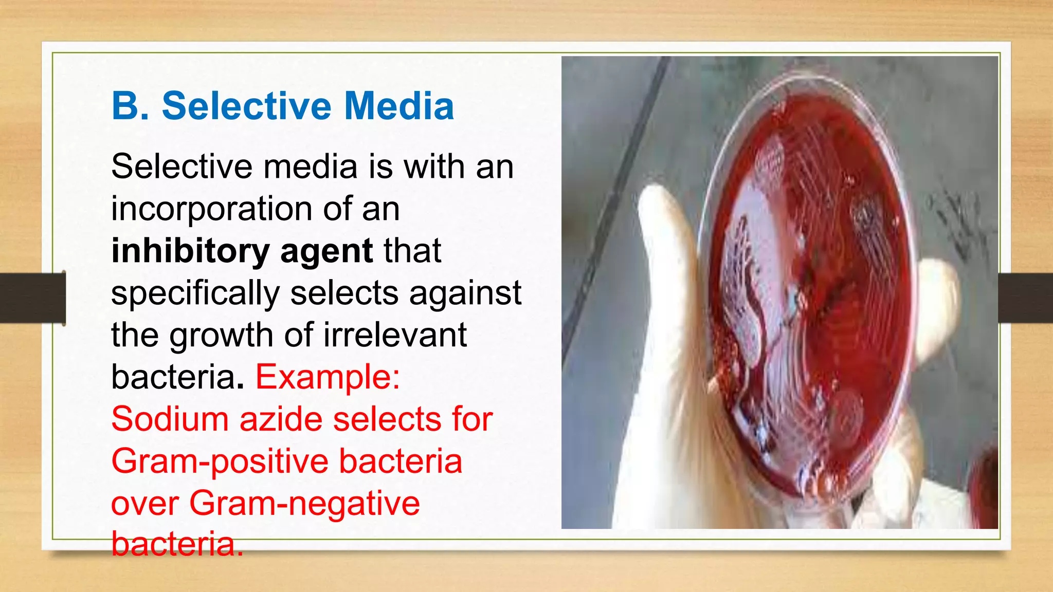 Classification of Bacteria.pptx