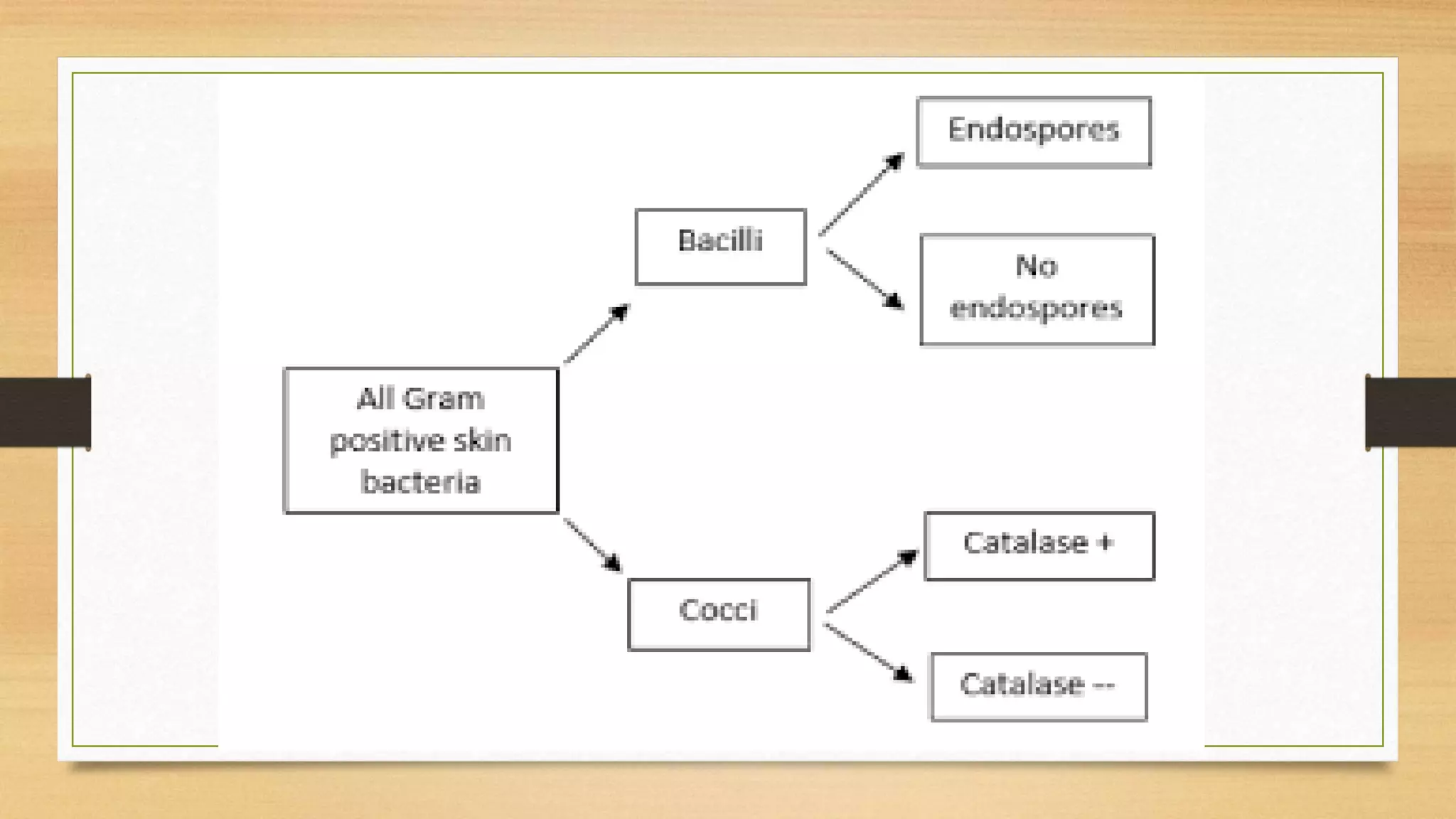 Classification of Bacteria.pptx