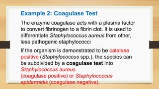 Classification of Bacteria.pptx