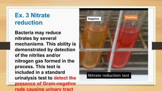 Classification of Bacteria.pptx