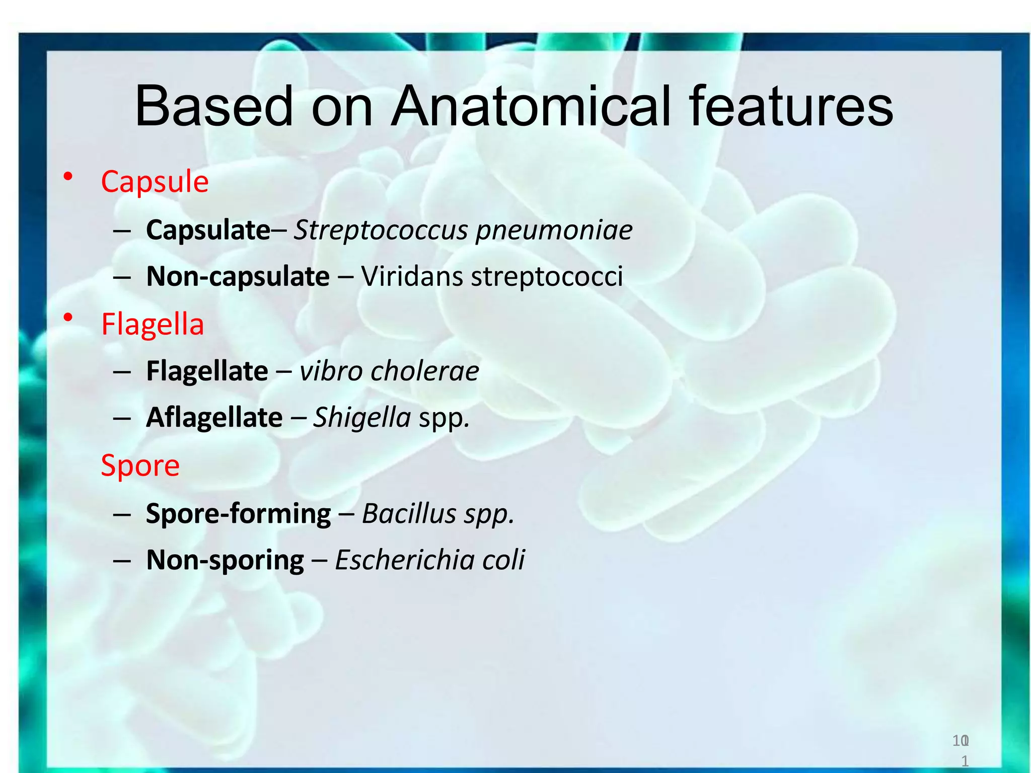 classification of bacteria.pptx