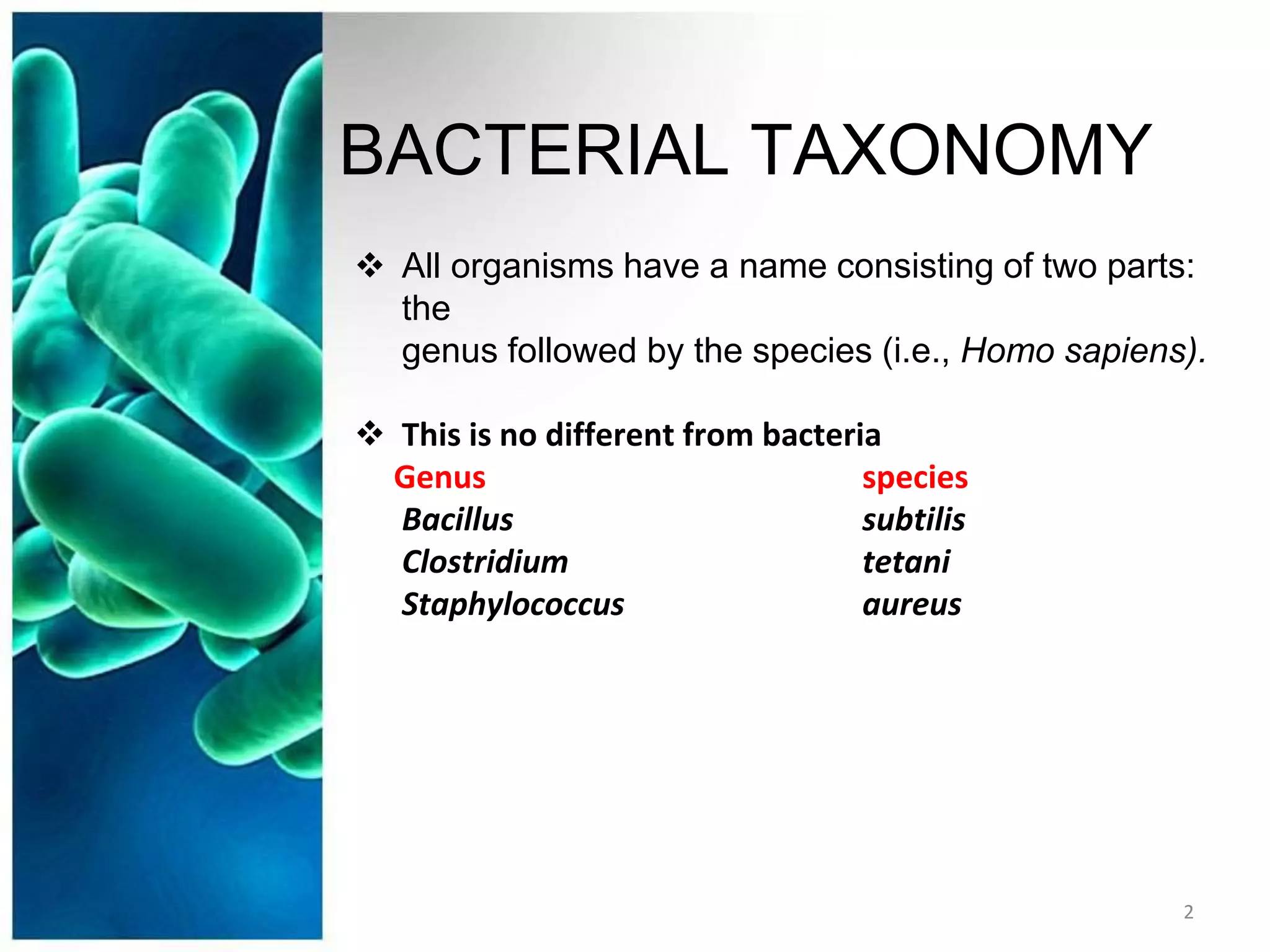 classification of bacteria.pptx