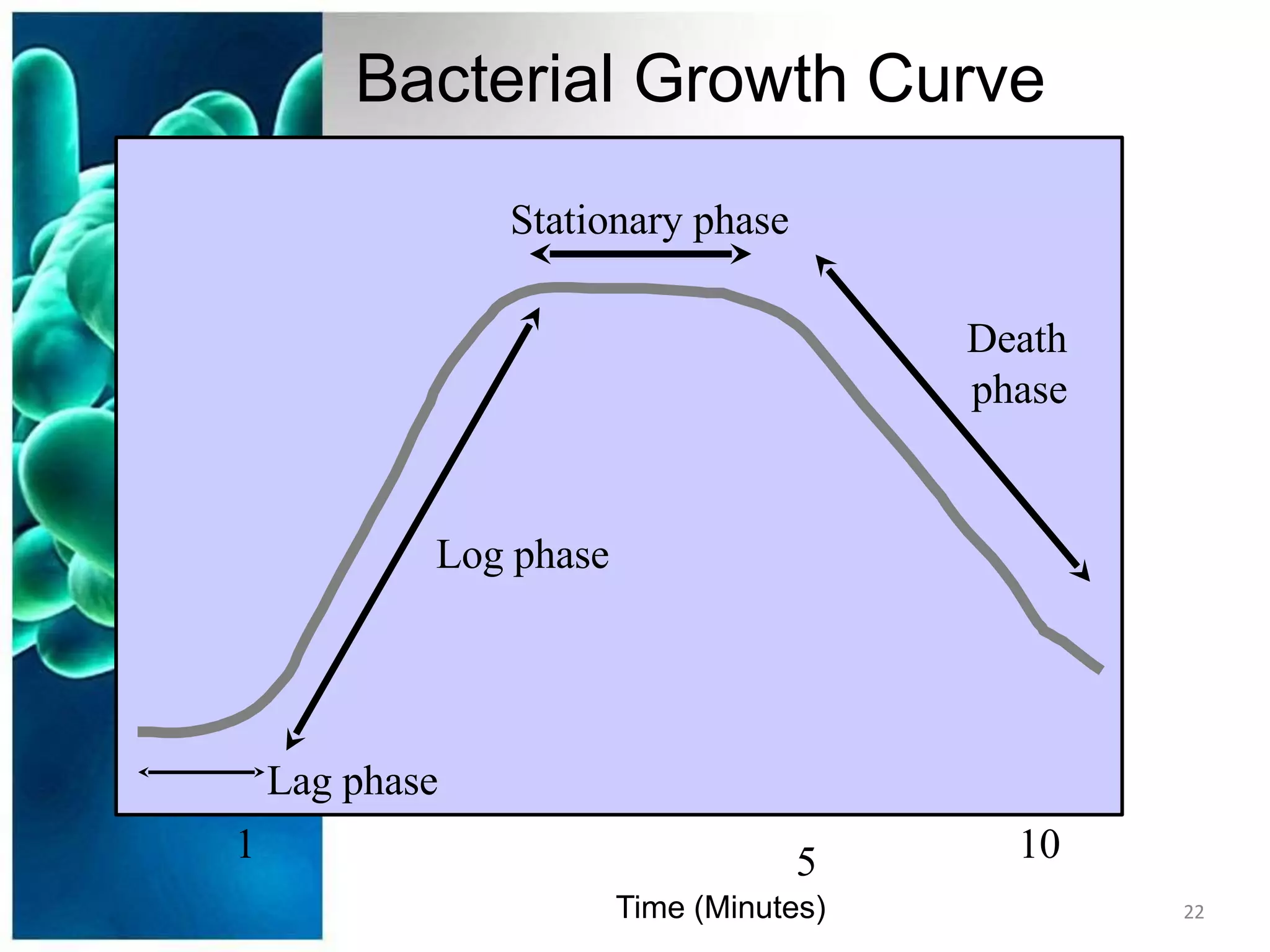 classification of bacteria.pptx