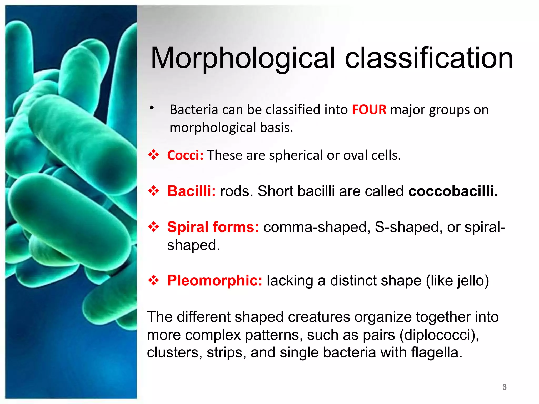 classification of bacteria.pptx
