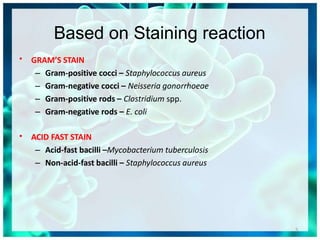 classification of bacteria.pptx