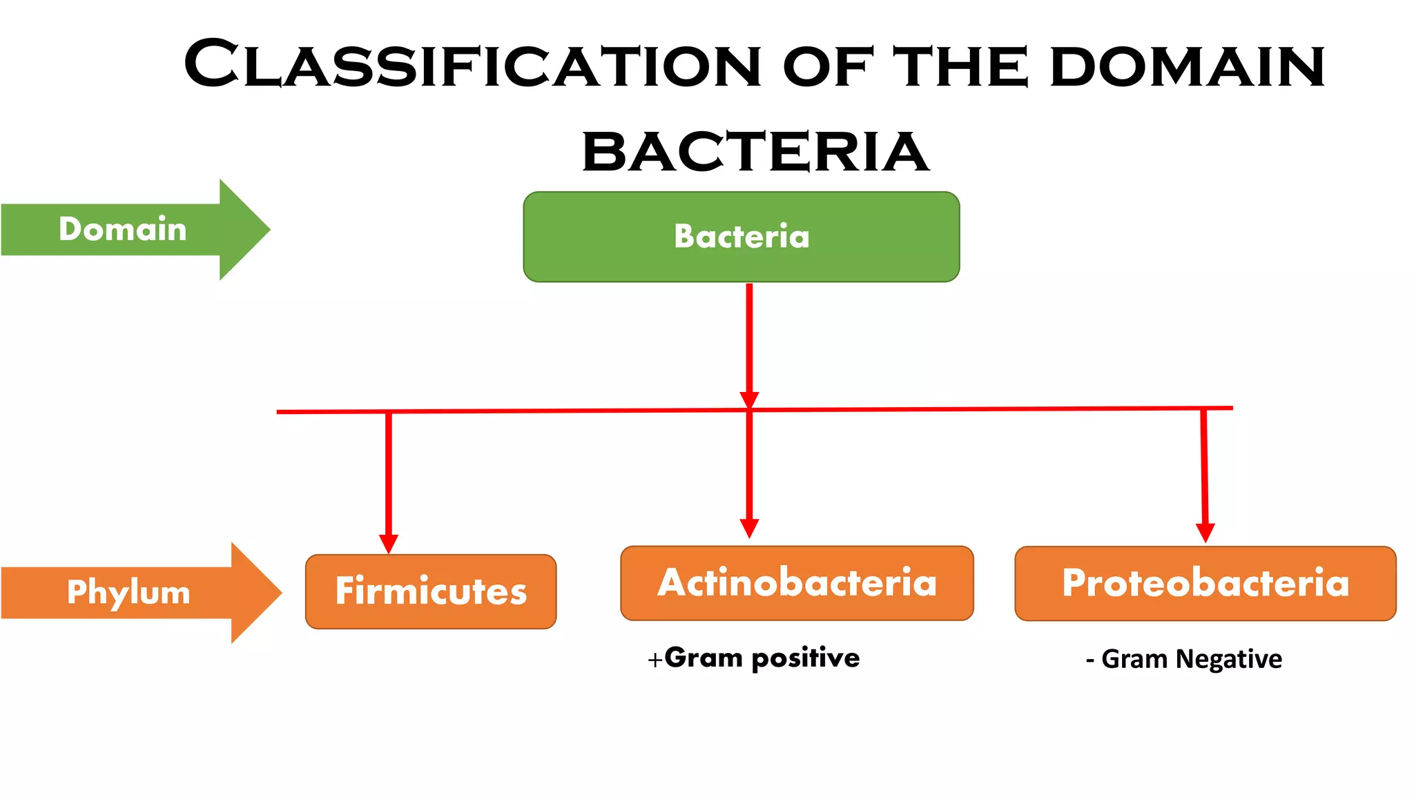 Classification of Bacteria.pdf