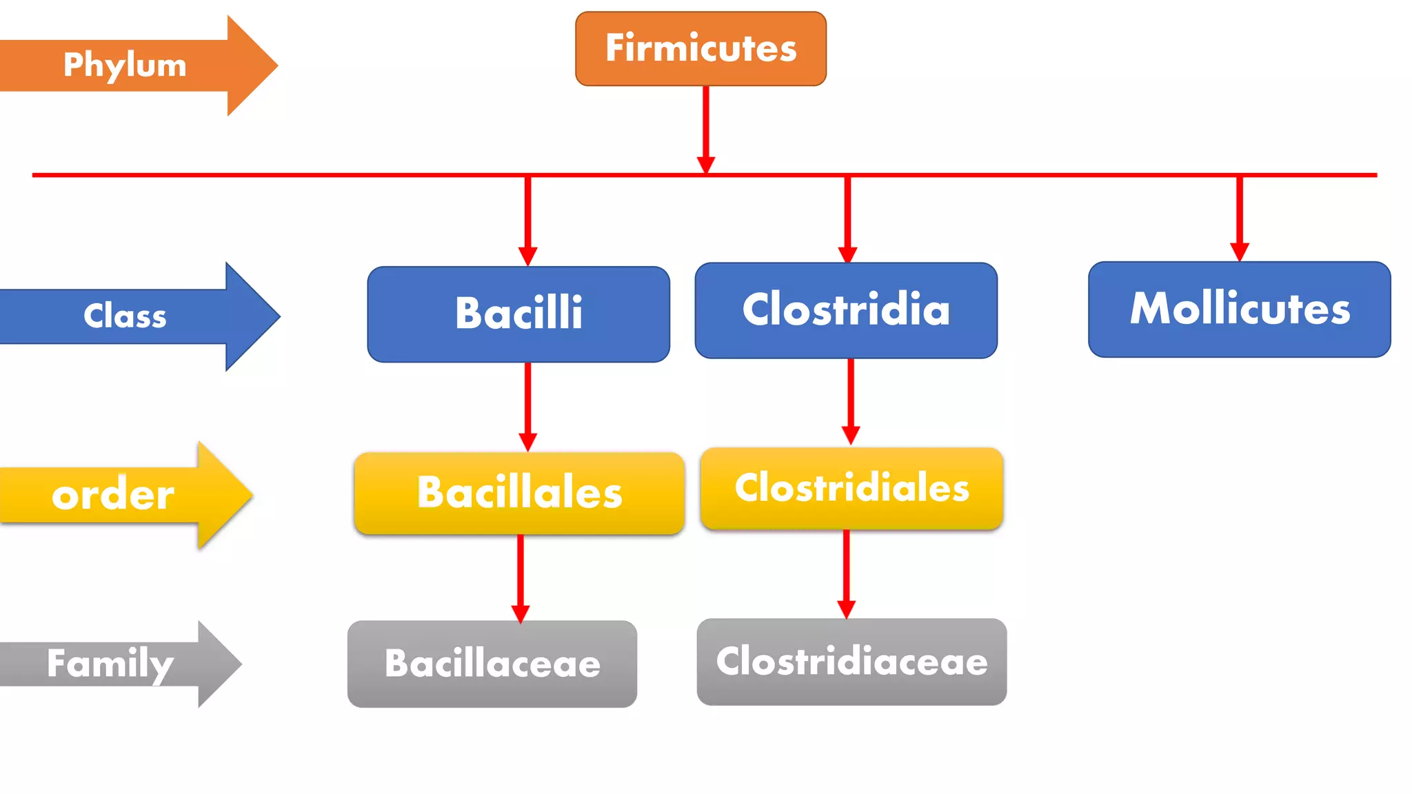 Classification of Bacteria.pdf