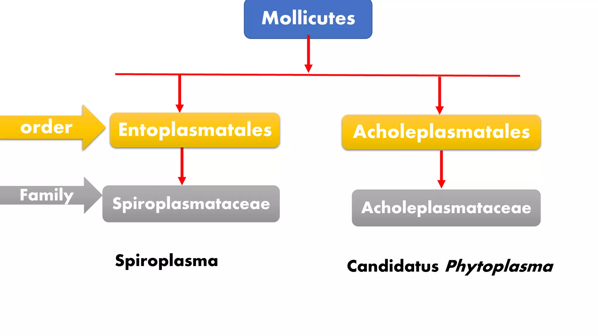 Classification of Bacteria.pdf