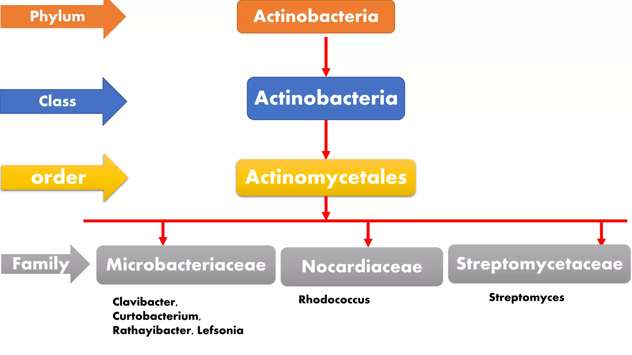 Classification of Bacteria.pdf