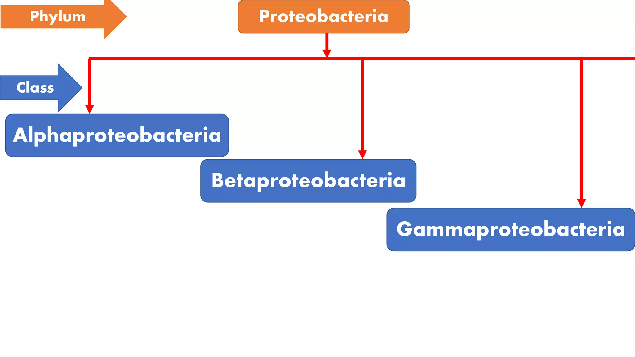 Classification of Bacteria.pdf