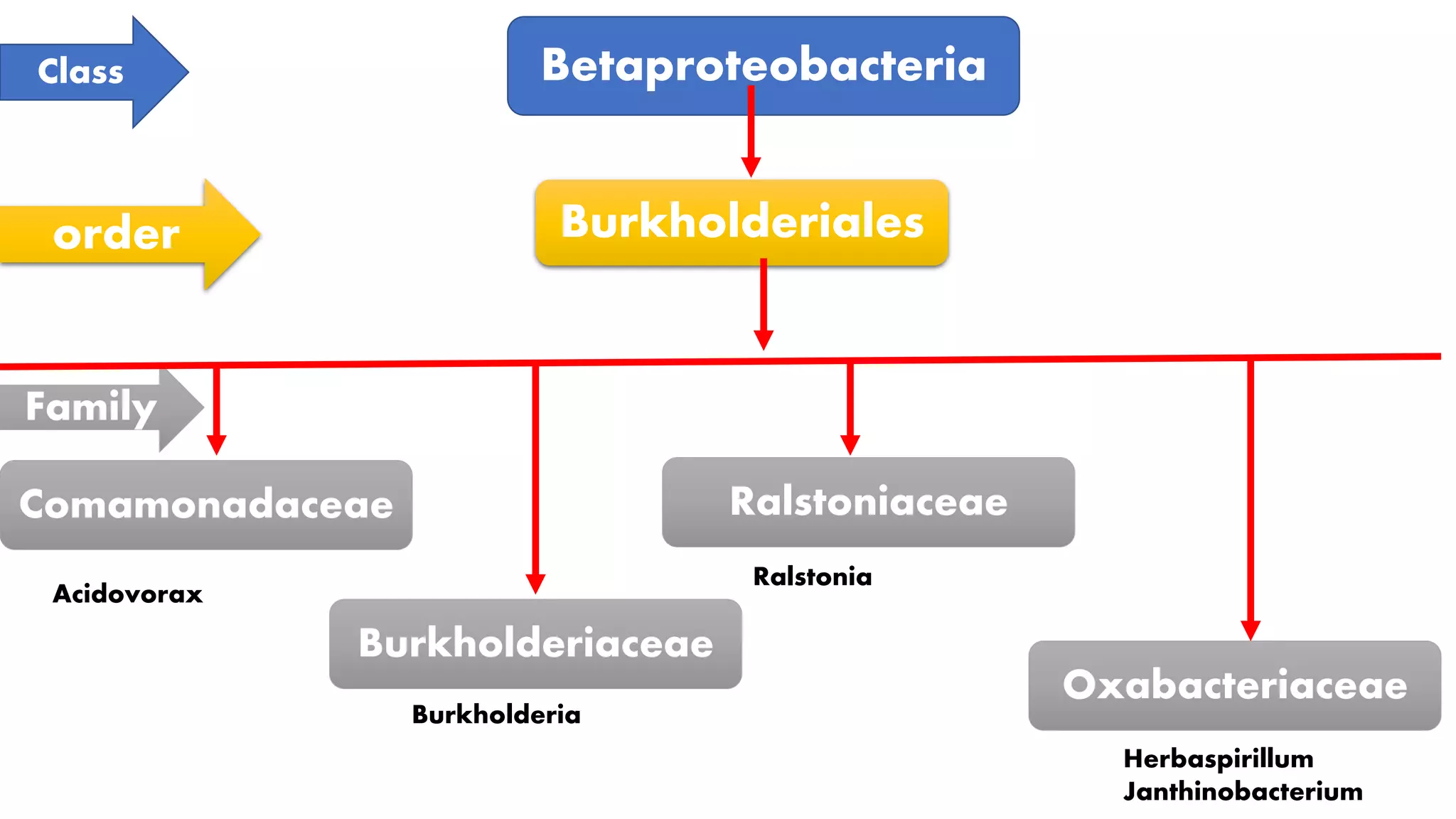 Classification of Bacteria.pdf