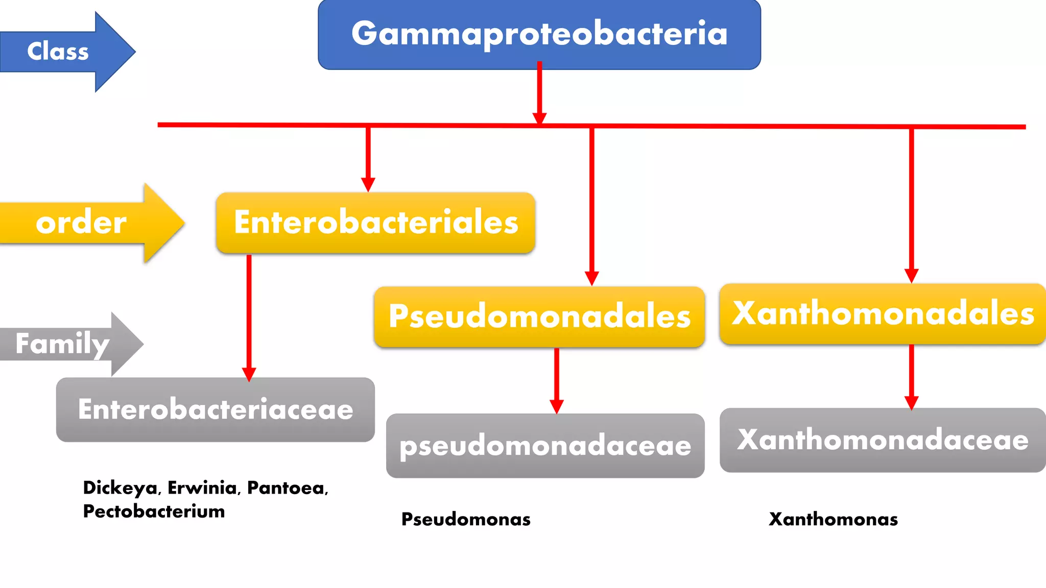 Classification of Bacteria.pdf