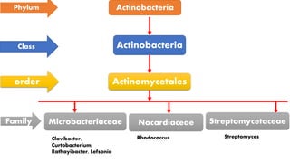 Classification of Bacteria.pdf