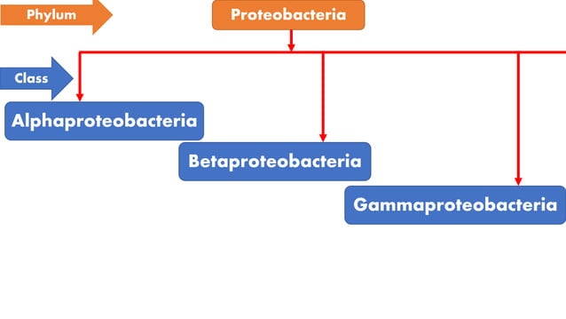 Classification of Bacteria.pdf