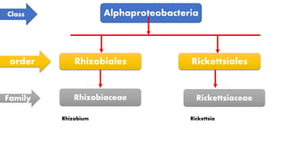 Classification of Bacteria.pdf