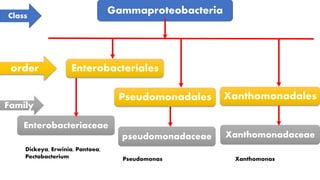 Classification of Bacteria.pdf