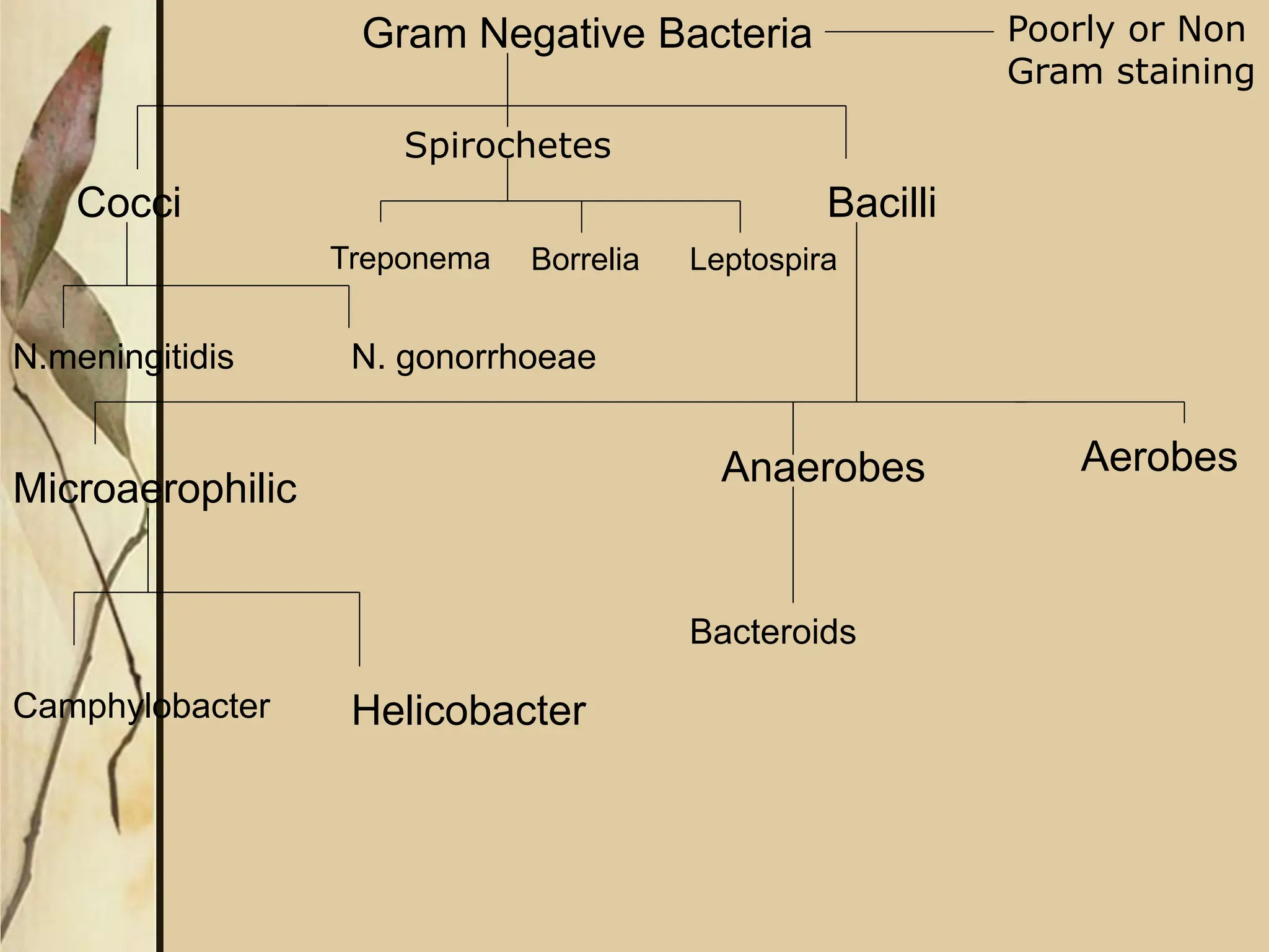 Classification of Bacteria.microbiology lecture pptx | PPT