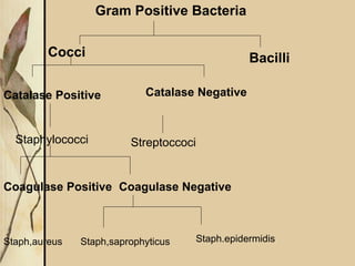 Classification of Bacteria.microbiology lecture pptx | PPT