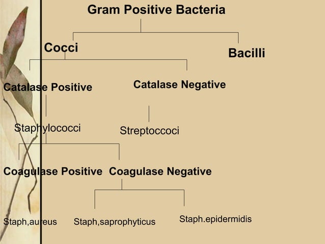 Classification of Bacteria.microbiology lecture pptx | PPT