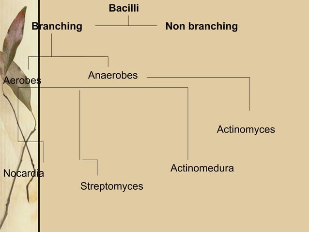 Classification of Bacteria.microbiology lecture pptx | PPT