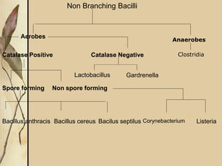 Classification of Bacteria.microbiology lecture pptx | PPT