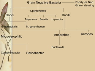 Classification of Bacteria.microbiology lecture pptx | PPT