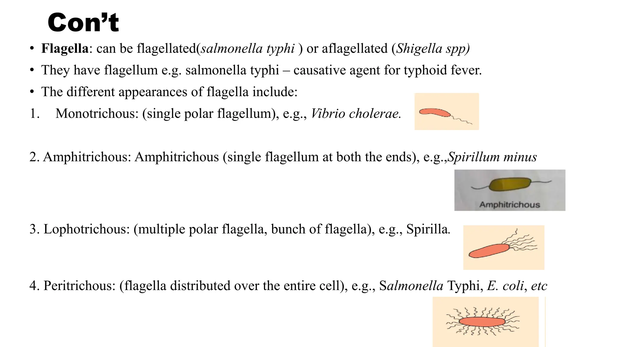 CLASSIFICATION OF BACTERIA FOR STUDENTS.pptx